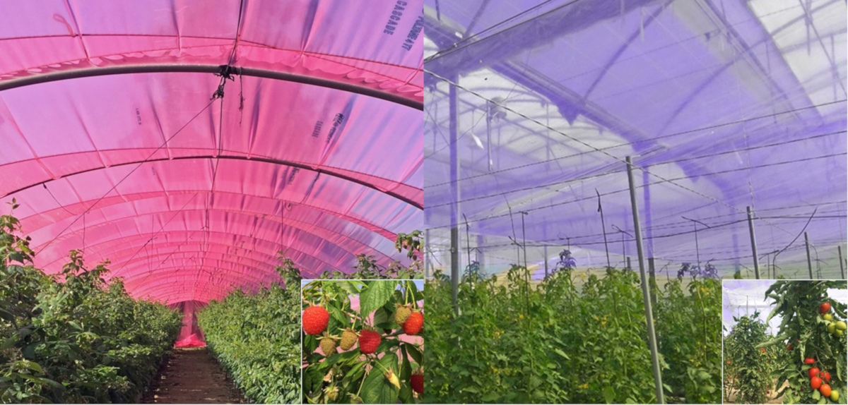Boost crop yields with LIGHT CASCADE® tech in Atlantic France ...
