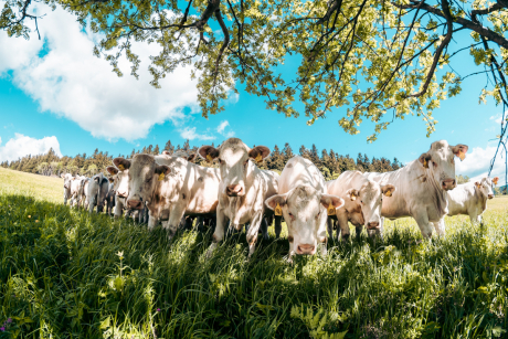 AgTech: AI Revolutionizing Cattle Breeding in Atlantic France ...