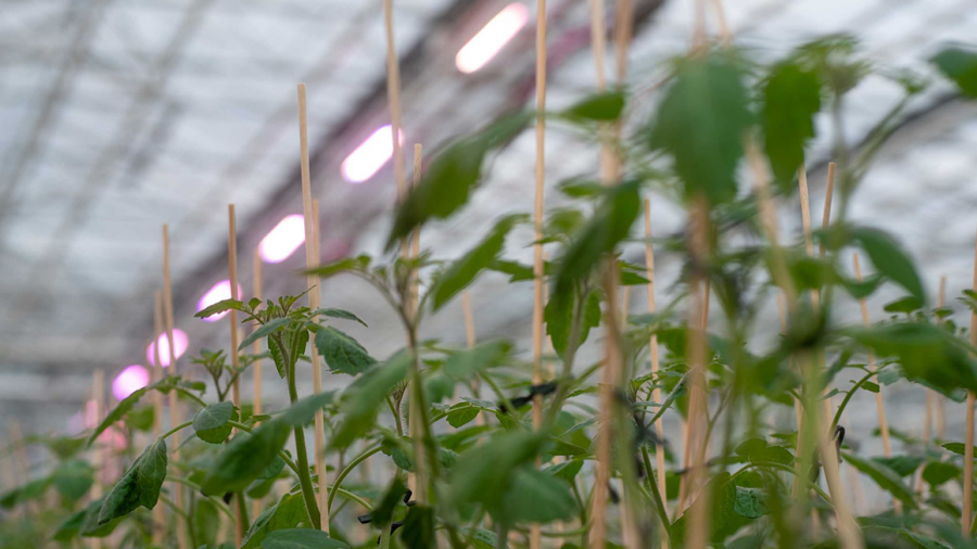 Innovation in plant production: smart solutions in Atlantic France ...